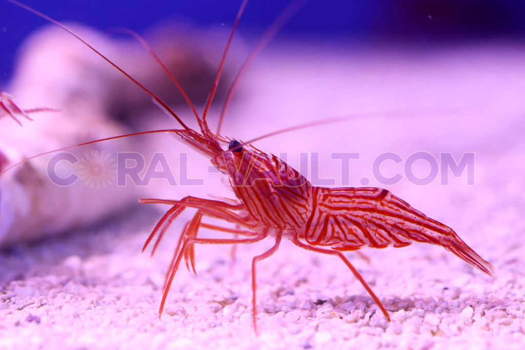 Peppermint Shrimp (3 Pack) – Aqua-Vault