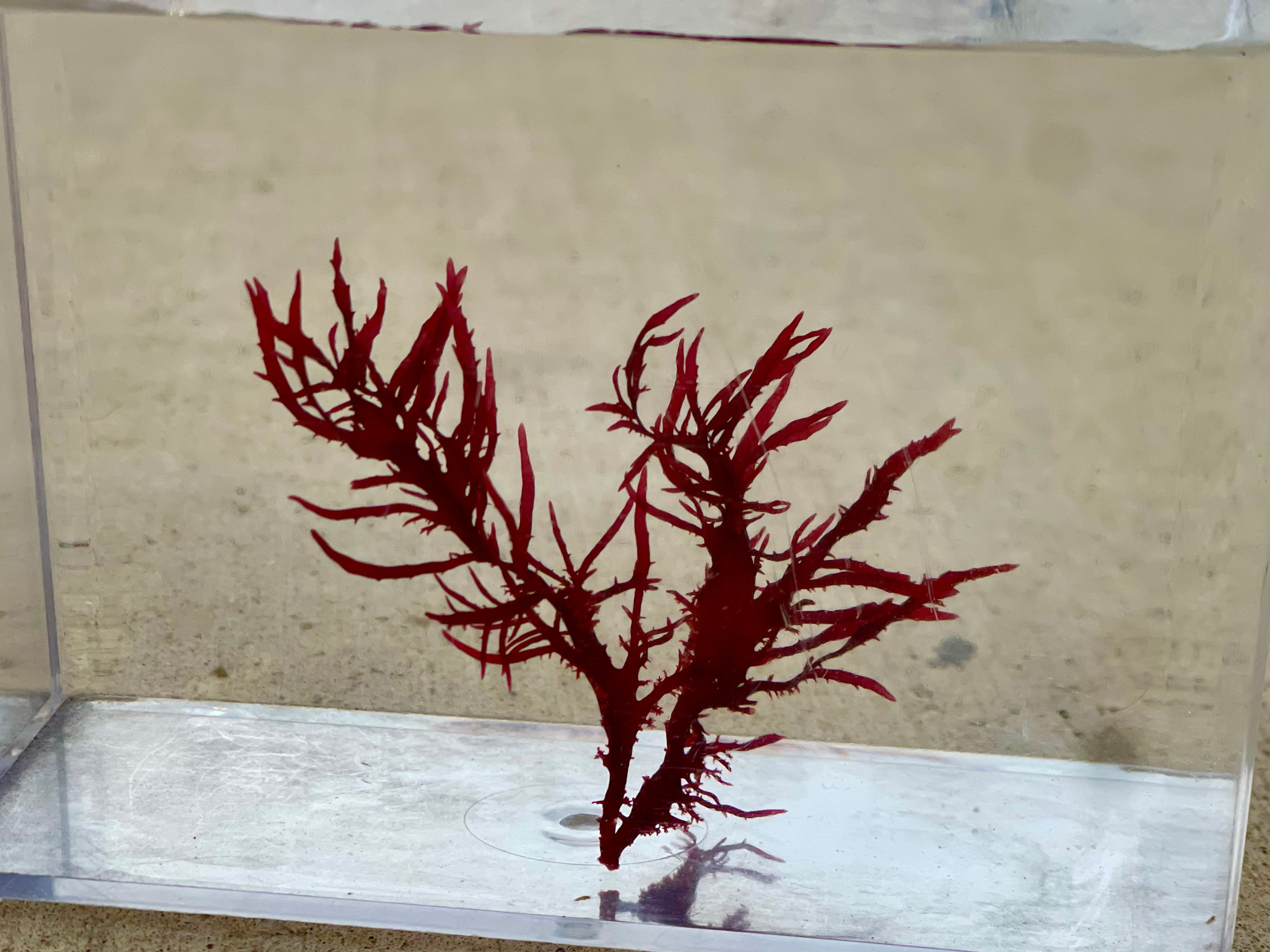 Dragon's Breath Macro Algae – Aqua-Vault